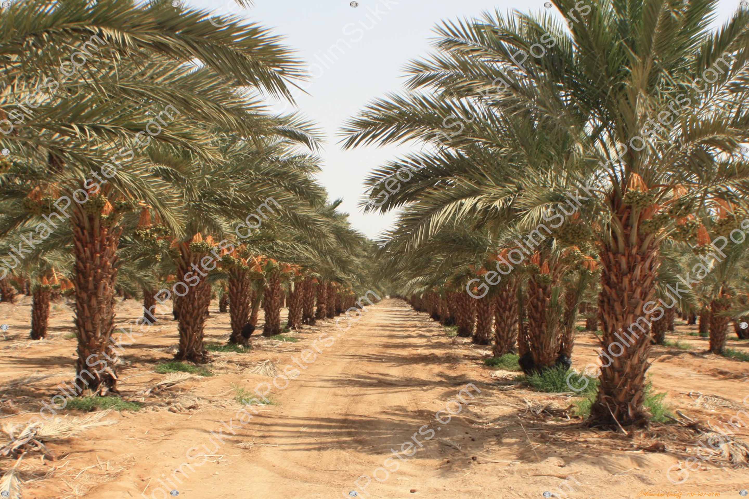 Palm Trees Sukkah Mural – Gedolim Sukkah Posters